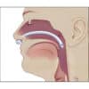 Topic - Adjuncts for Airway Control and Ventilation | ACLS Course ...