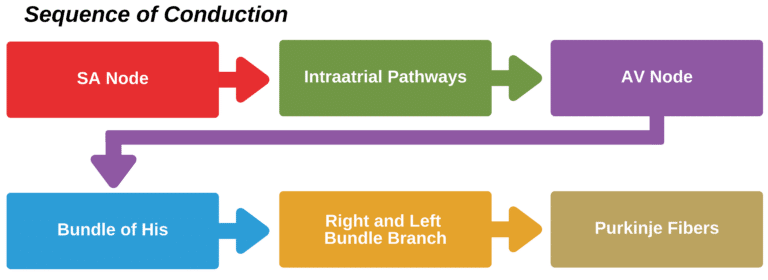 Topic - The Conduction System | Arrhythmia Interpretation Certification ...