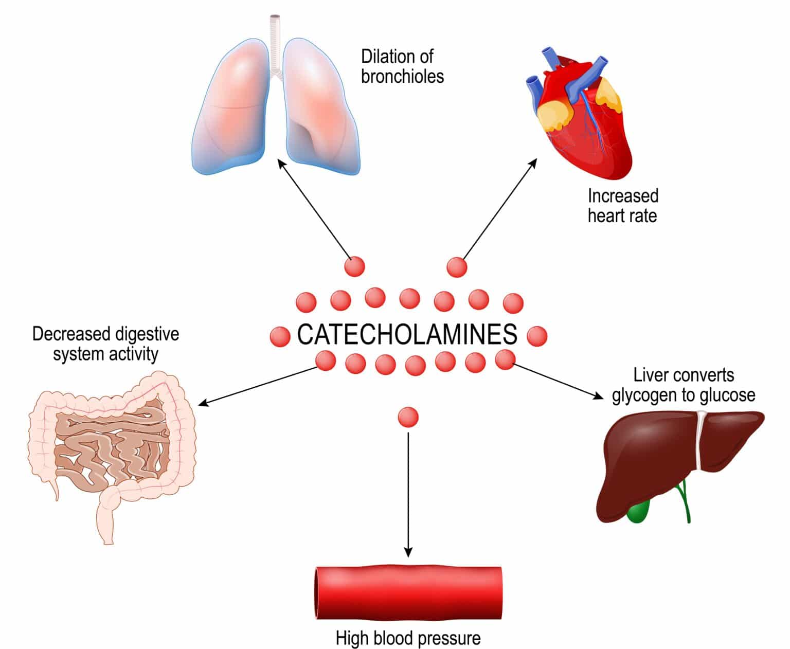 Neurogenic Shock vs. Spinal Shock | ACLS Resources | ACLS Certification ...