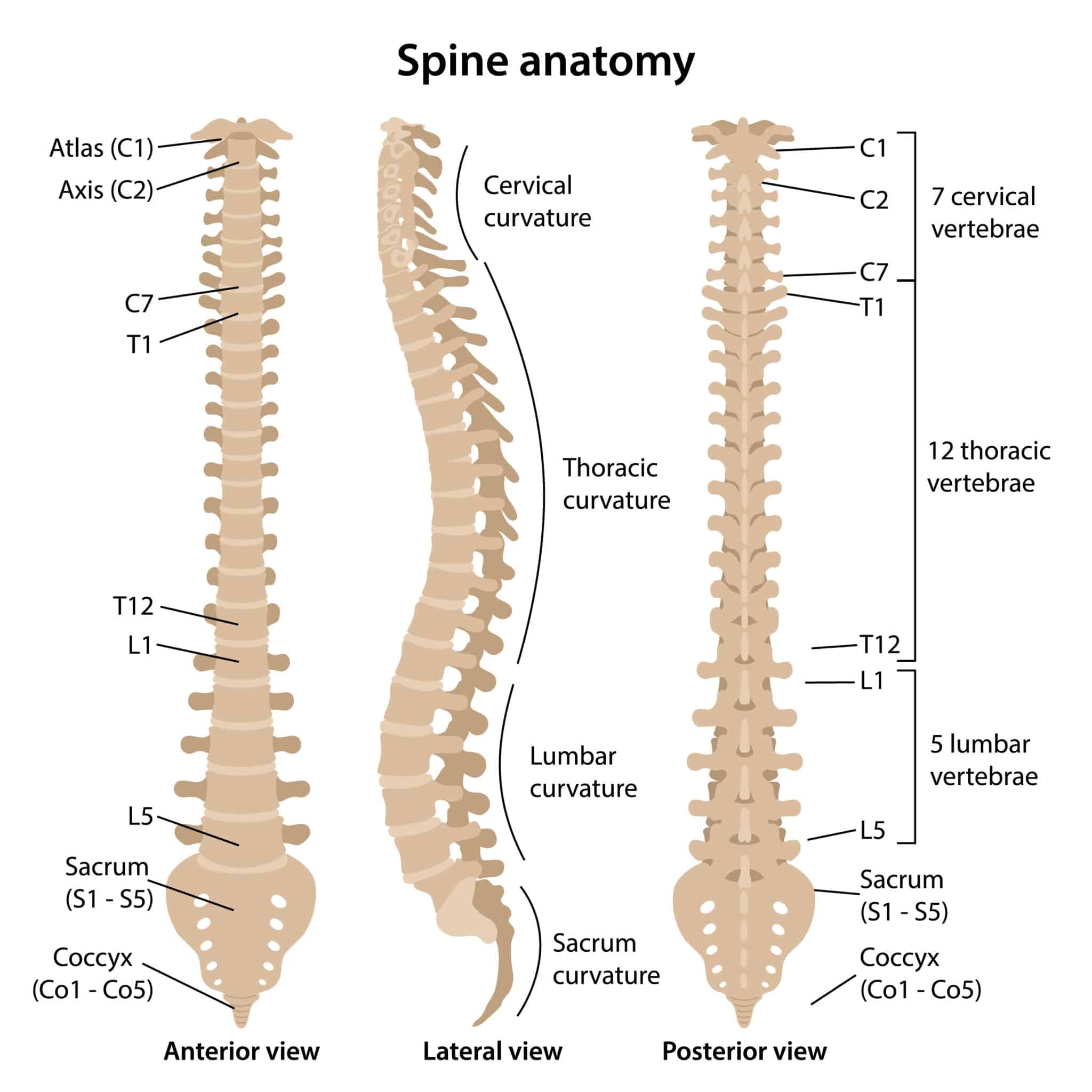 Neurogenic Shock vs. Spinal Shock | ACLS Resources | ACLS Certification ...