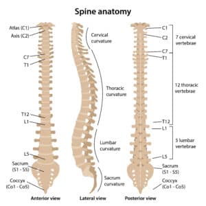 Neurogenic Shock vs. Spinal Shock | ACLS Resources | ACLS Certification ...