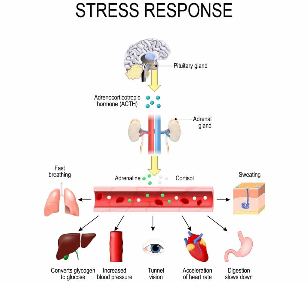 Hyperosmolar Hyperglycemic Syndrome | ACLS Resources | ACLS ...