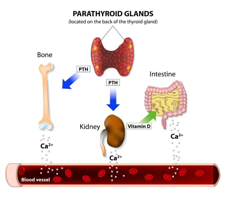 Electrolytes Explained | ACLS Resources | ACLS Certification Association