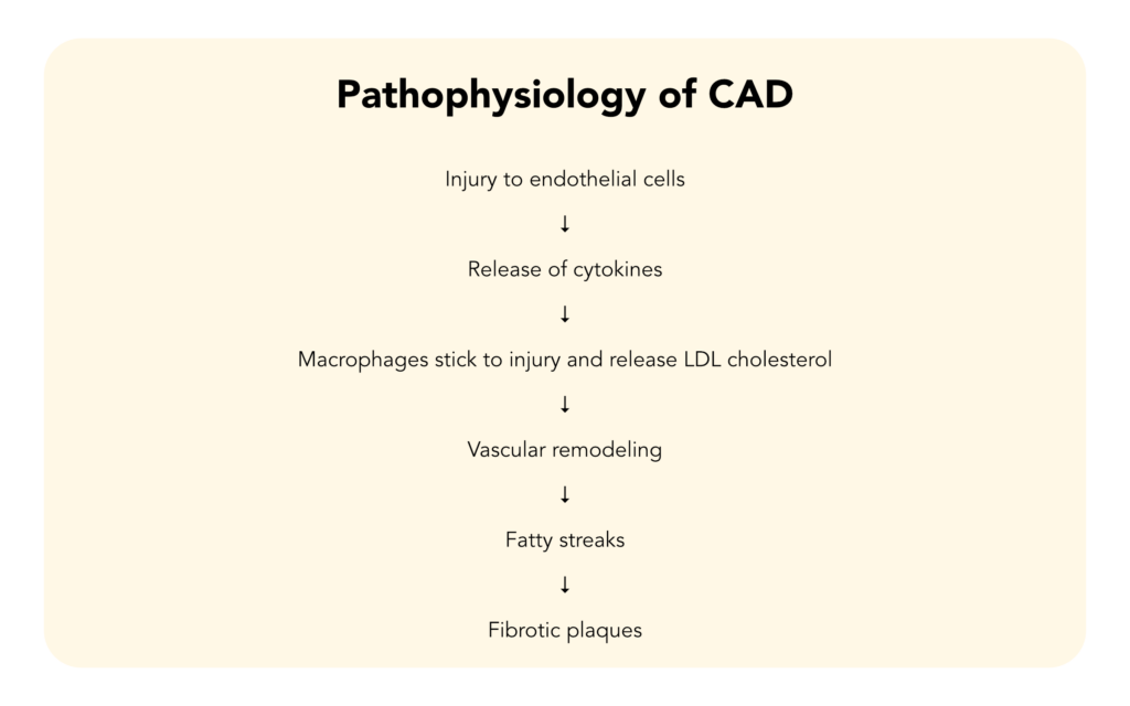 Coronary Artery Disease vs. Peripheral Artery Disease | ACLS Resources ...