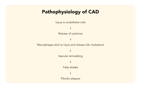 Coronary Artery Disease vs. Peripheral Artery Disease | ACLS Resources ...