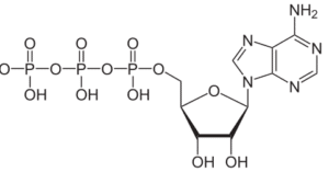 Electrolytes Explained | ACLS Resources | ACLS Certification Association