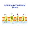 Electrolytes Explained | ACLS Resources | ACLS Certification Association