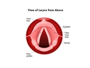 Topic - Anatomic Landmarks | NRP Course | ACLS Certification Association