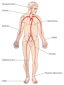 Topic - The First Aid Kit | CPR, AED & First Aid Course | ACLS ...