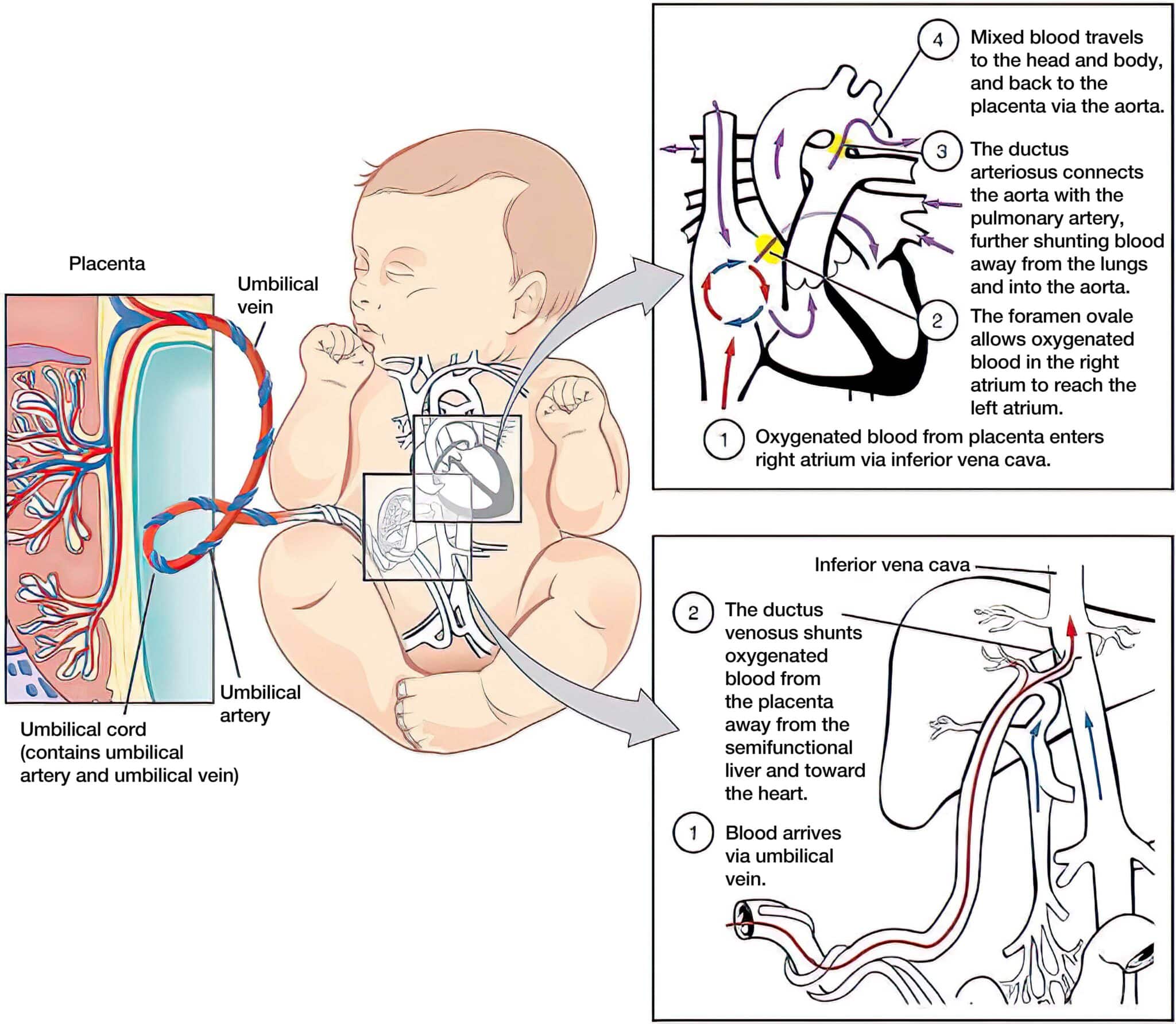 Topic - Anatomy & Physiology of the Fetal Circulation and Transitioning ...