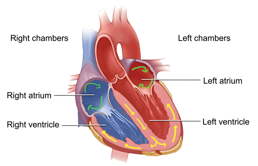 Premature Junctional Contractions | 12-Lead ECG Resources | ACLS ...